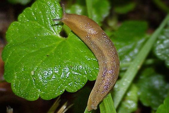 Eliminate Slugs and Snails - Garden.org