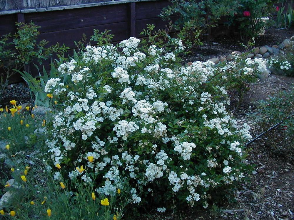 Rose Curculio or Rose Weevil in the Roses forum - Garden.org