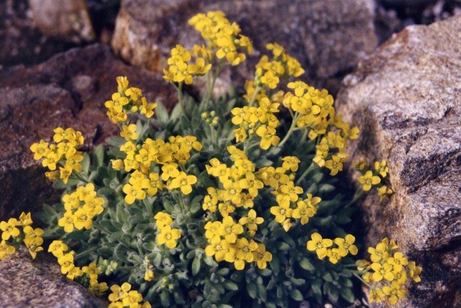 Photo of the bloom of Draba (Draba cappadocica) posted by robertduval14 ...