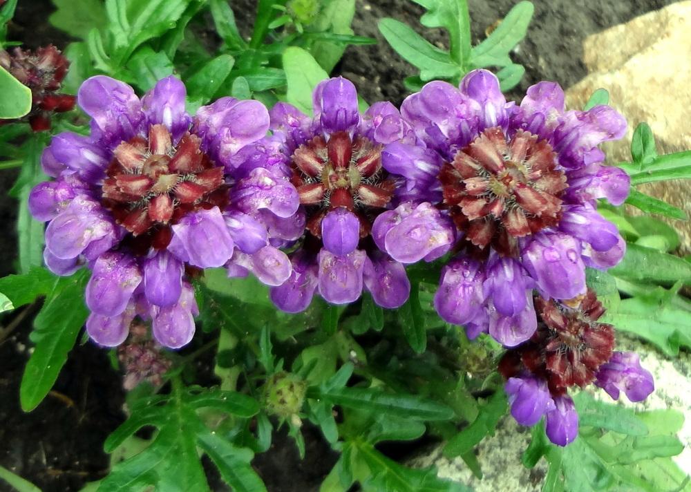 Self Heal (Prunella grandiflora 'Bella Blue') - Garden.org