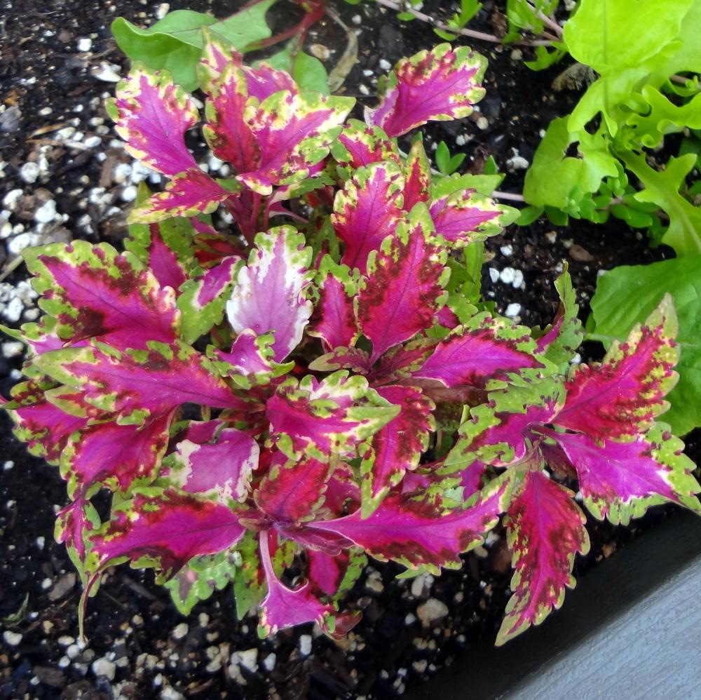 Coleus (Coleus scutellarioides 'Chaotic Rose') in the Coleus Database ...