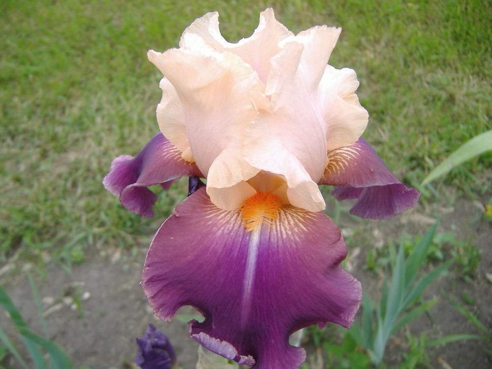 Tall Bearded Iris (Iris 'Live Music') in the Irises Database - Garden.org
