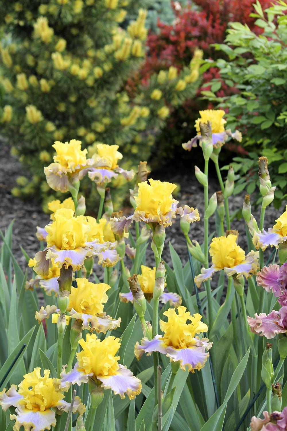 Photo of the bloom of Tall Bearded Iris (Iris 'Catwalk Queen') posted ...