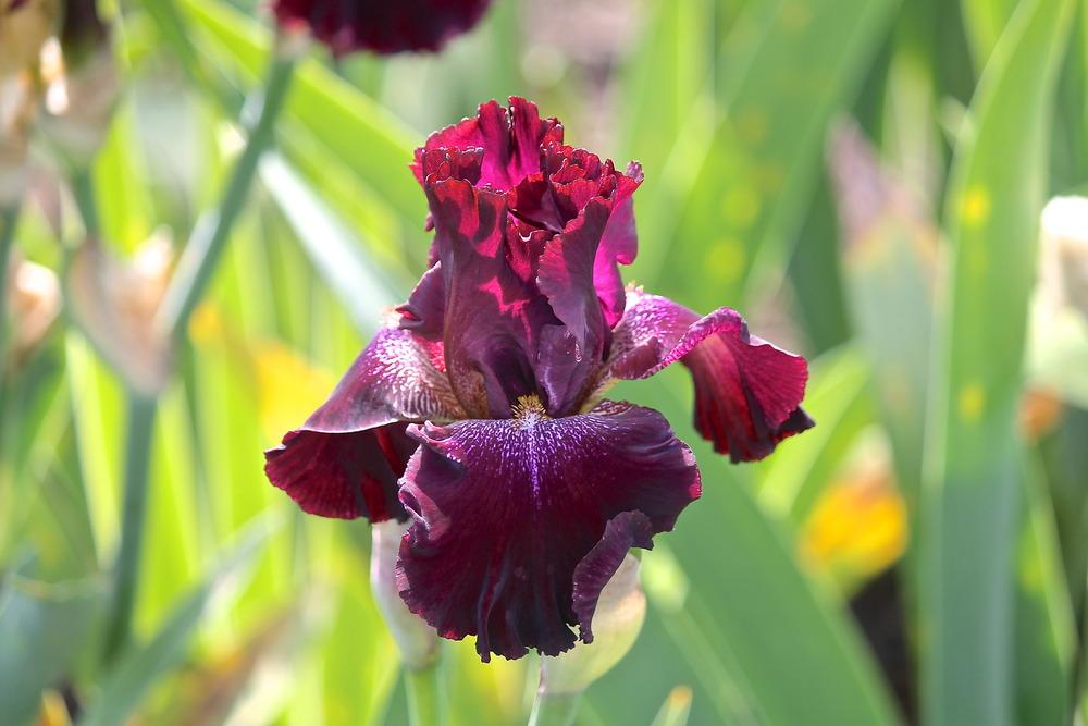 Tall Bearded Iris (Iris 'Bing') in the Irises Database - Garden.org