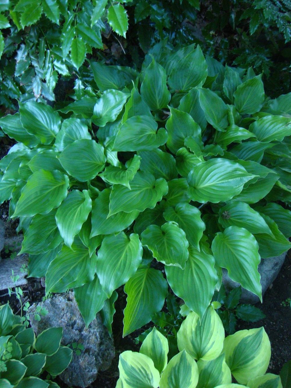Photo of the entire plant of Hosta 'Invincible' posted by Paul2032 ...