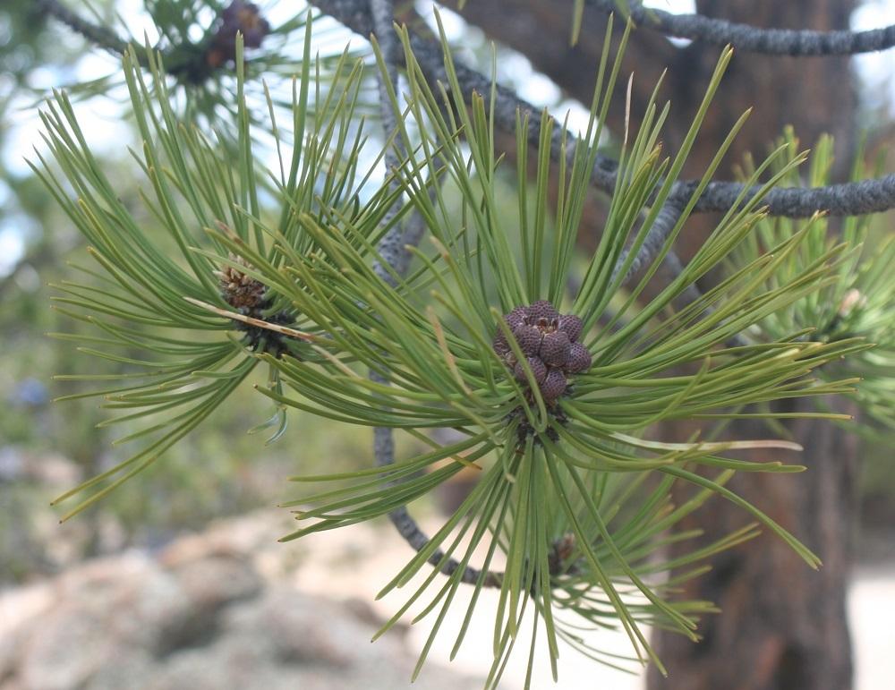 Photo of the cone of Rocky Mountain Ponderosa Pine (Pinus ponderosa var ...