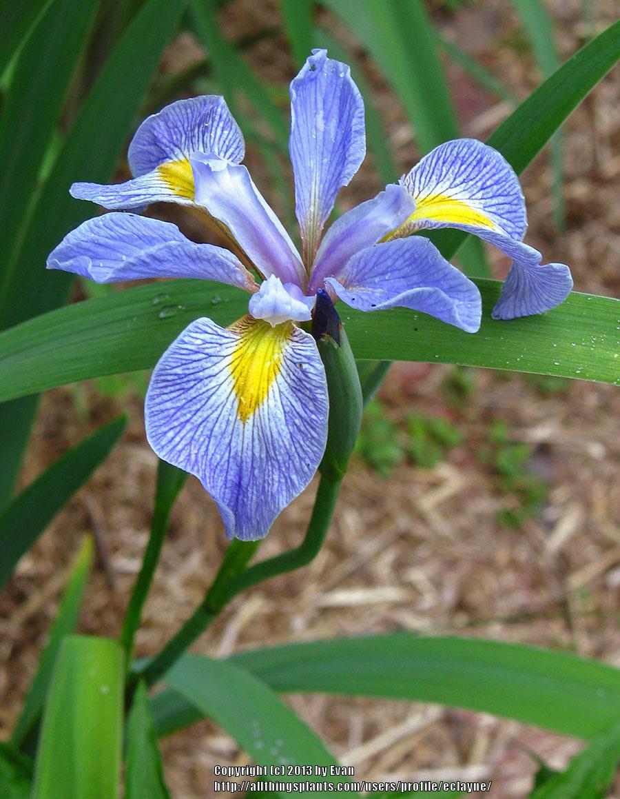 Species X Iris (Iris 'Cast Ashore') in the Irises Database - Garden.org