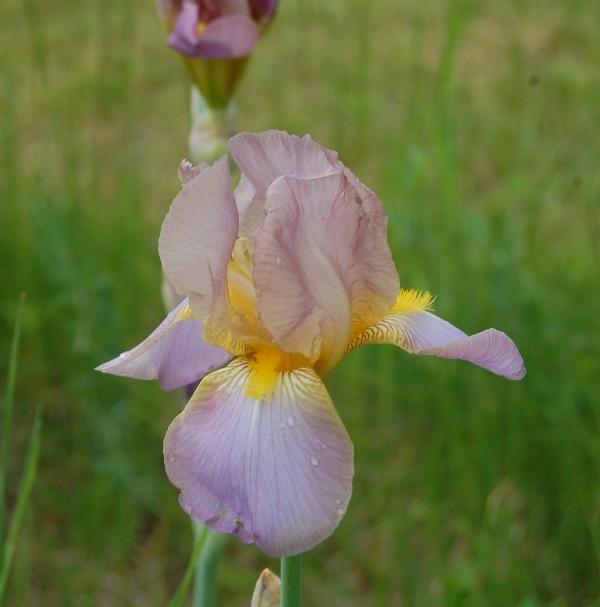 Photo of the bloom of Tall Bearded Iris (Iris 'Quaker Lady') posted by ...