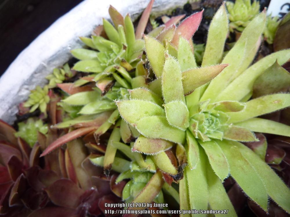 Hen and Chicks (Sempervivum 'Montgomery') in the Sempervivum Database ...