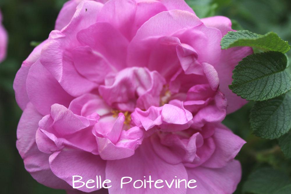 Photo of the bloom of Rose (Rosa 'Belle Poitevine') posted by Cottage ...