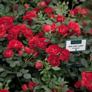 Rose (Rosa 'Red Hat Lady') in the Roses Database - Garden.org