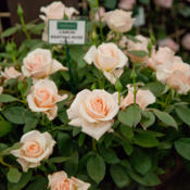 Rose (Rosa 'Caron Keating Rose') in the Roses Database - Garden.org