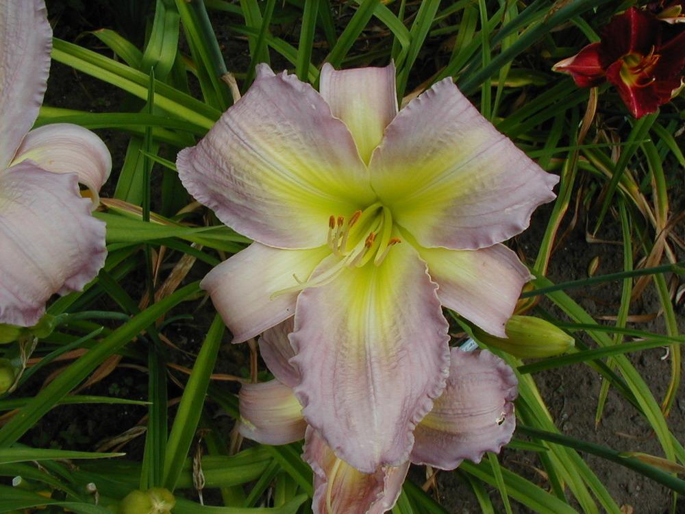 Daylily (Hemerocallis 'Blue Lace') in the Daylilies Database - Garden.org