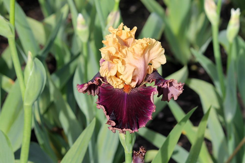 Tall Bearded Iris (Iris 'Hello It's Me') in the Irises Database ...