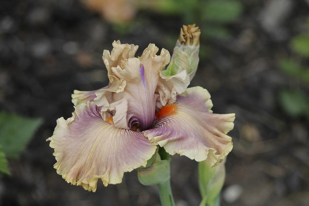 Photo of the bloom of Tall Bearded Iris (Iris 'Magic By Gosh') posted ...