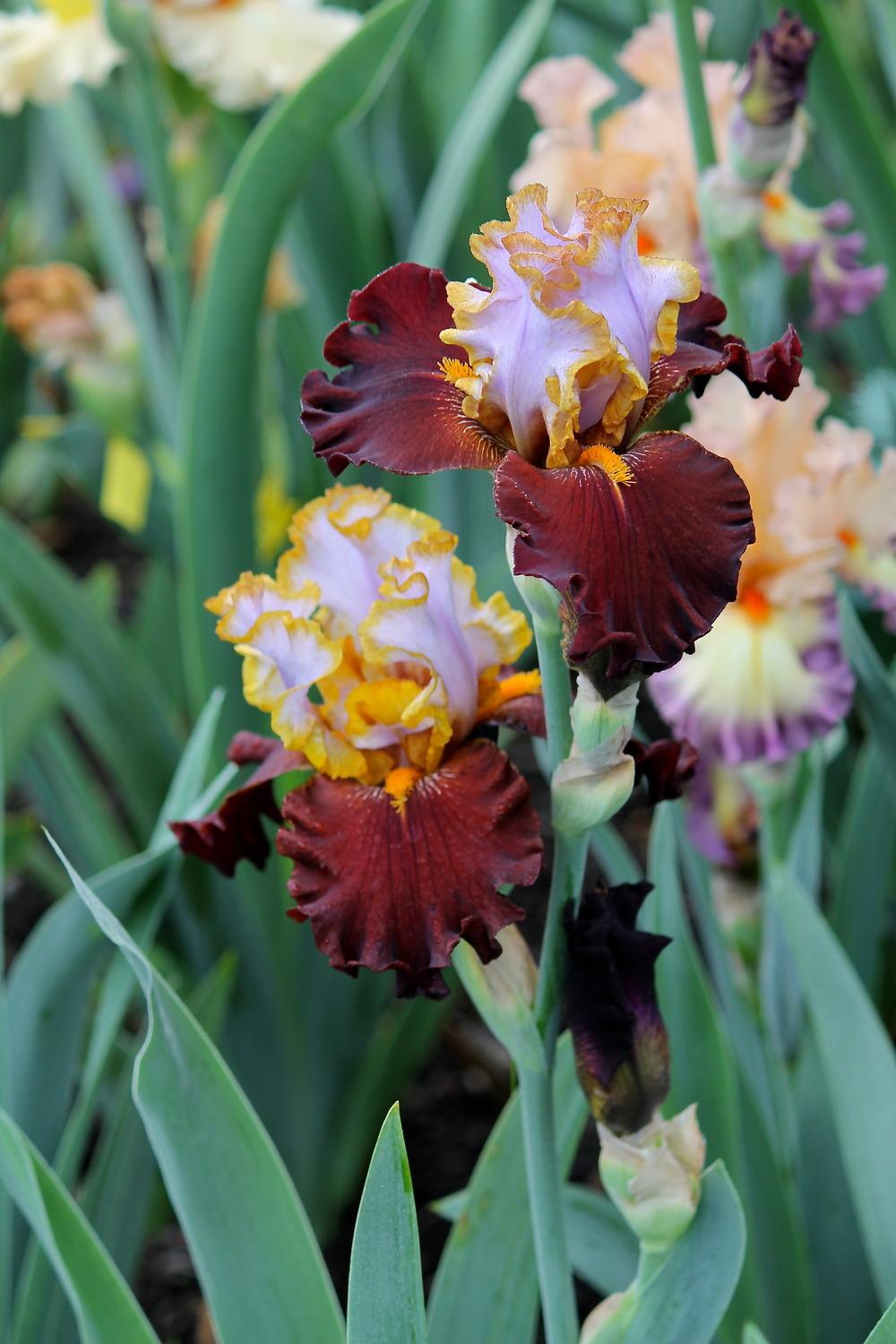 Photo of the bloom of Tall Bearded Iris (Iris 'Plot Line') posted by ...