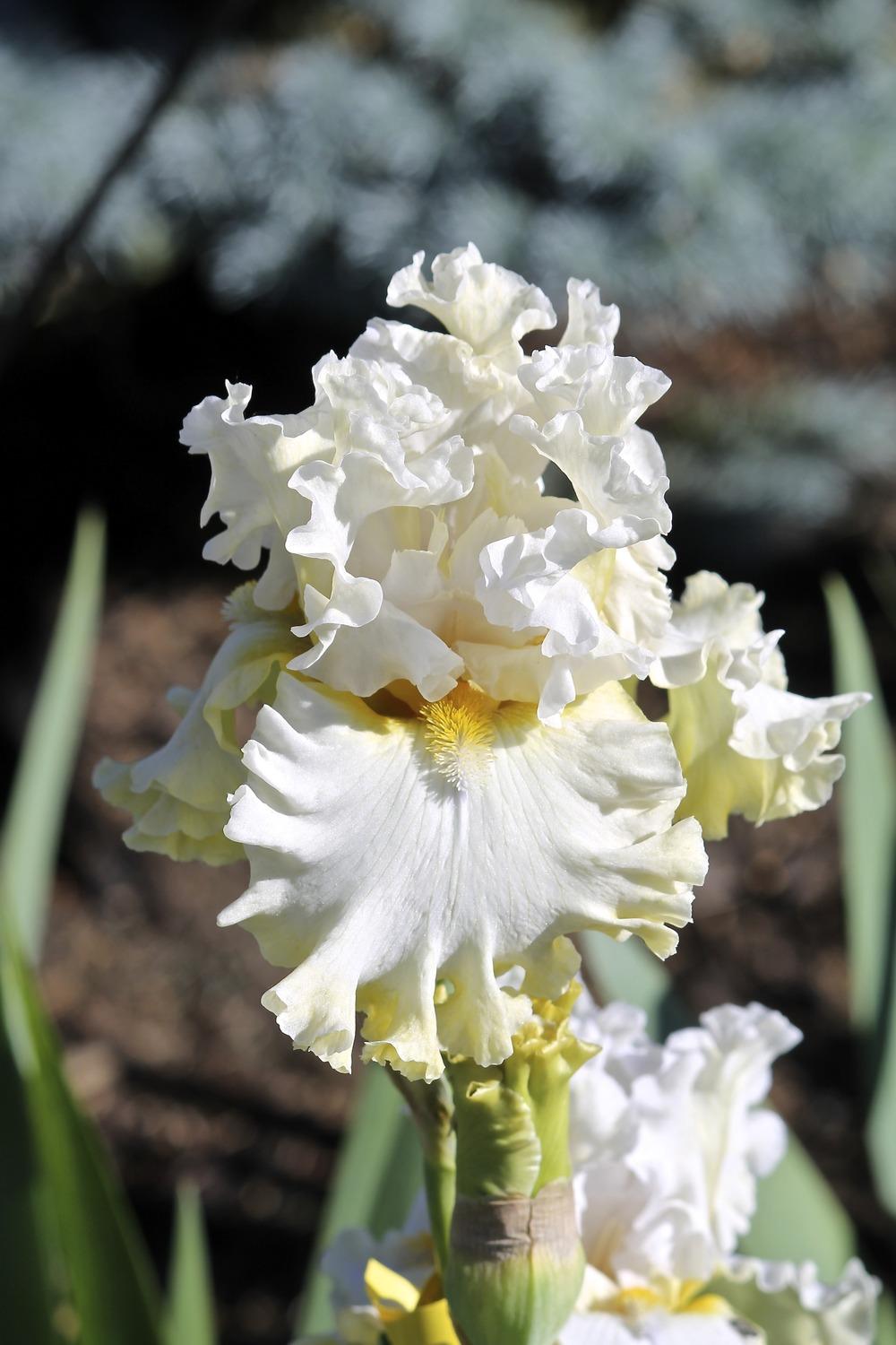 Tall Bearded Iris (Iris 'Sugar Bomb') in the Irises Database - Garden.org