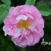 Rose (Rosa 'Amelia') in the Roses Database - Garden.org