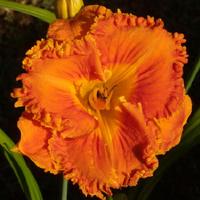 Photo of the bloom of Daylily (Hemerocallis 'Sun Scream') posted by ...