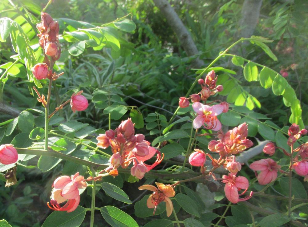 Photo of the bloom of Ceylon Senna (Cassia roxburghii) posted by ...