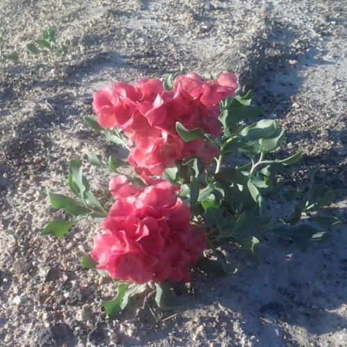 Winged Dock (Rumex venosus) - Garden.org