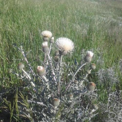 Platte Thistle (Cirsium canescens) - Garden.org
