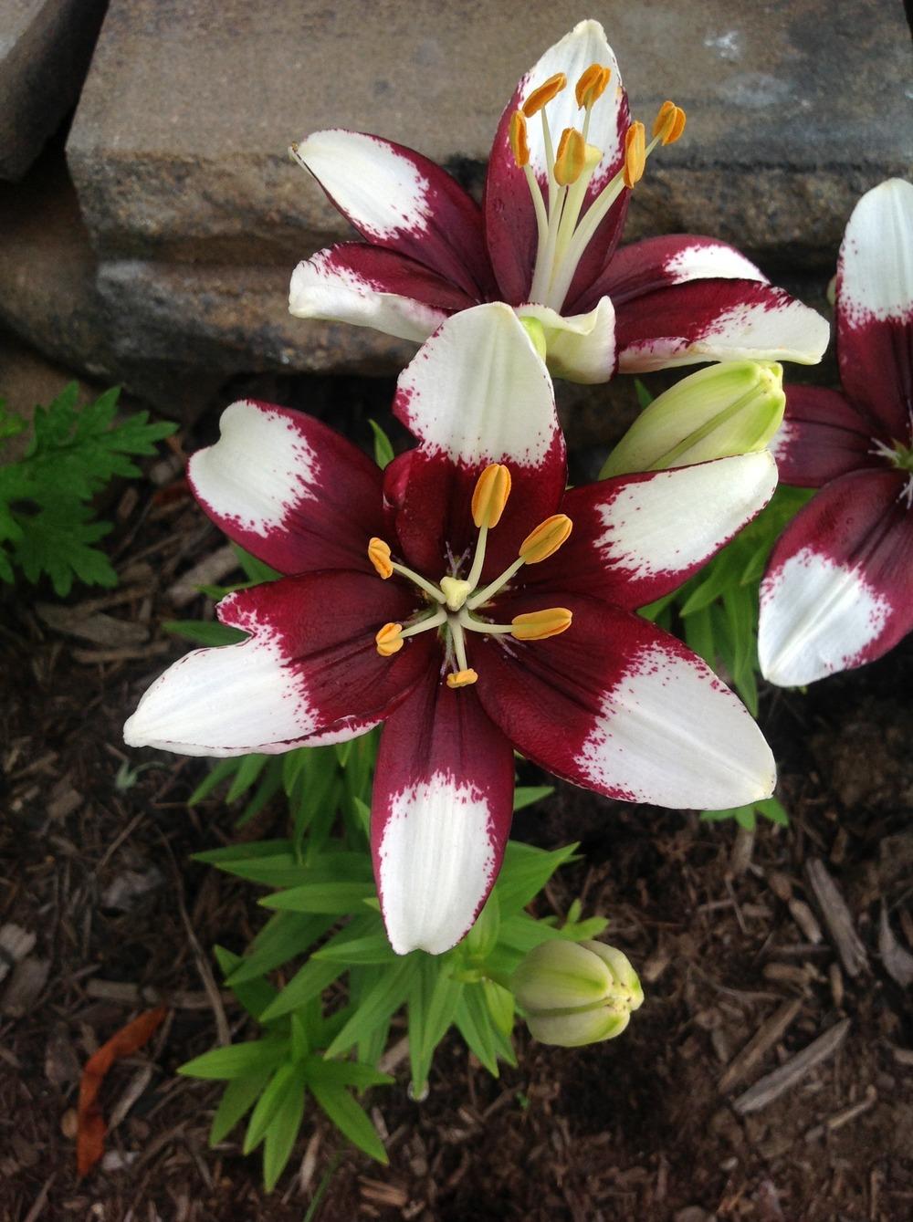Photo of the bloom of Lily (Lilium Lily Looks™ Tiny Padhye) posted by ...
