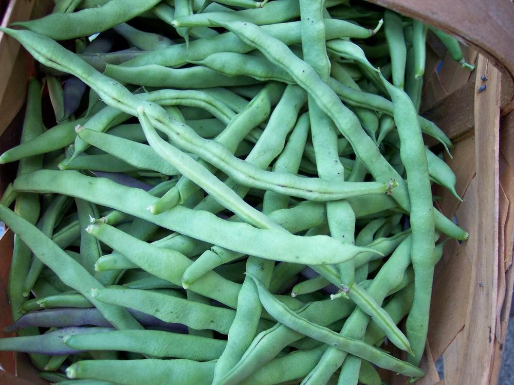 Snap Bean (Green (Phaseolus vulgaris 'Lazy Wife Greasy Bean') in the ...
