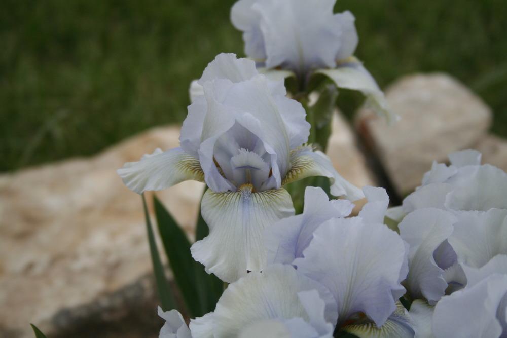 Intermediate Bearded Iris (Iris 'June Prom') in the Irises Database ...