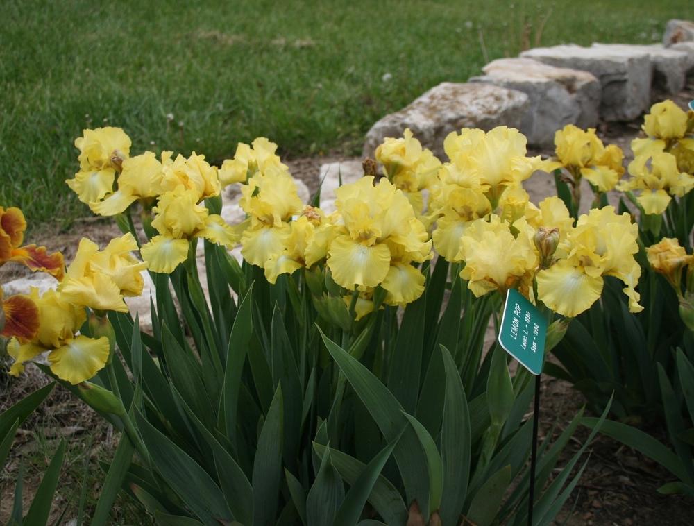 Photo of the bloom of Intermediate Bearded Iris (Iris 'Lemon Pop') posted by KentPfeiffer ...