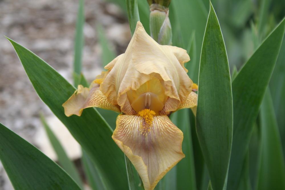 Photo of the bloom of Tall Bearded Iris (Iris 'Midwest Gem') posted by ...