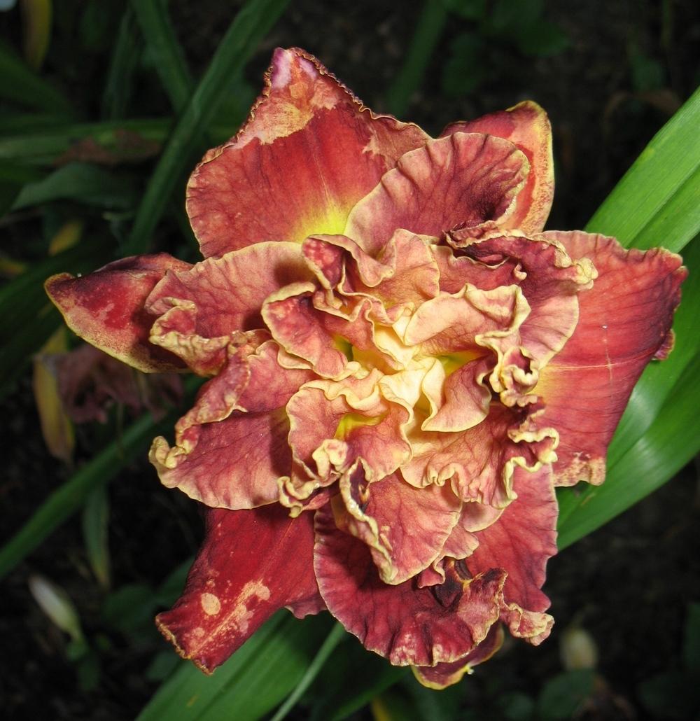 Photo of the bloom of Daylily (Hemerocallis 'Root Beer Truffle') posted by LALAMBCHOP - Garden.org