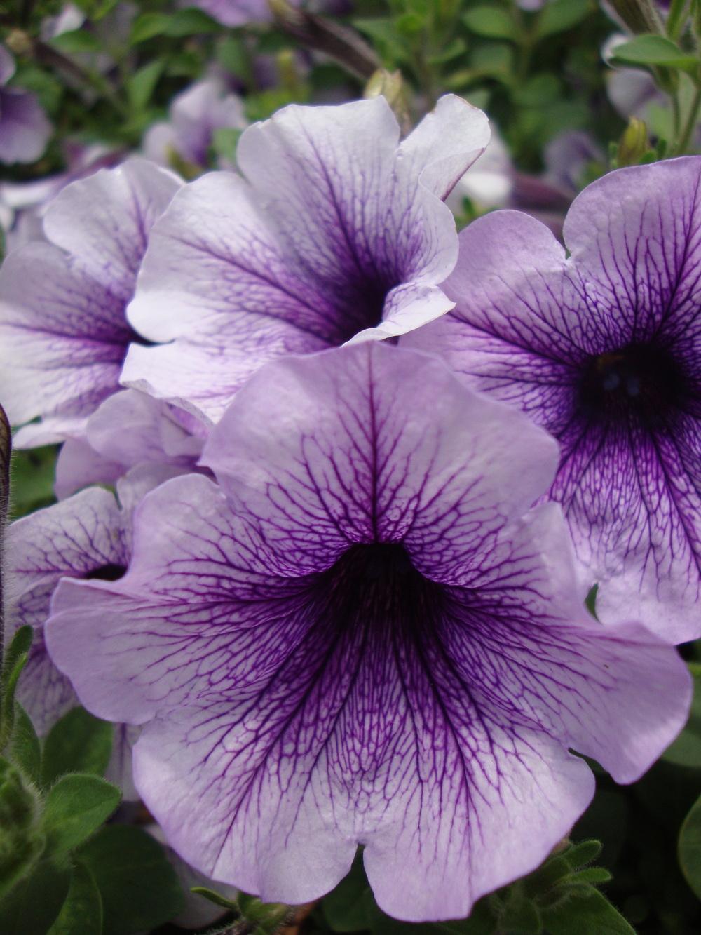 Multiflora Spreading/Trailing Petunia (Petunia Surprise™ Blue Vein) in ...