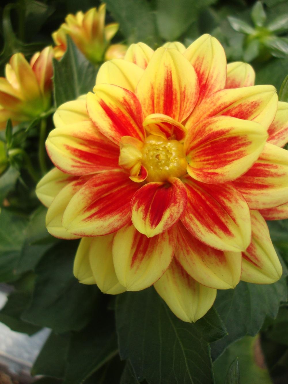 Photo of the bloom of Dahlia Dahlinova® California posted by Paul2032 ...