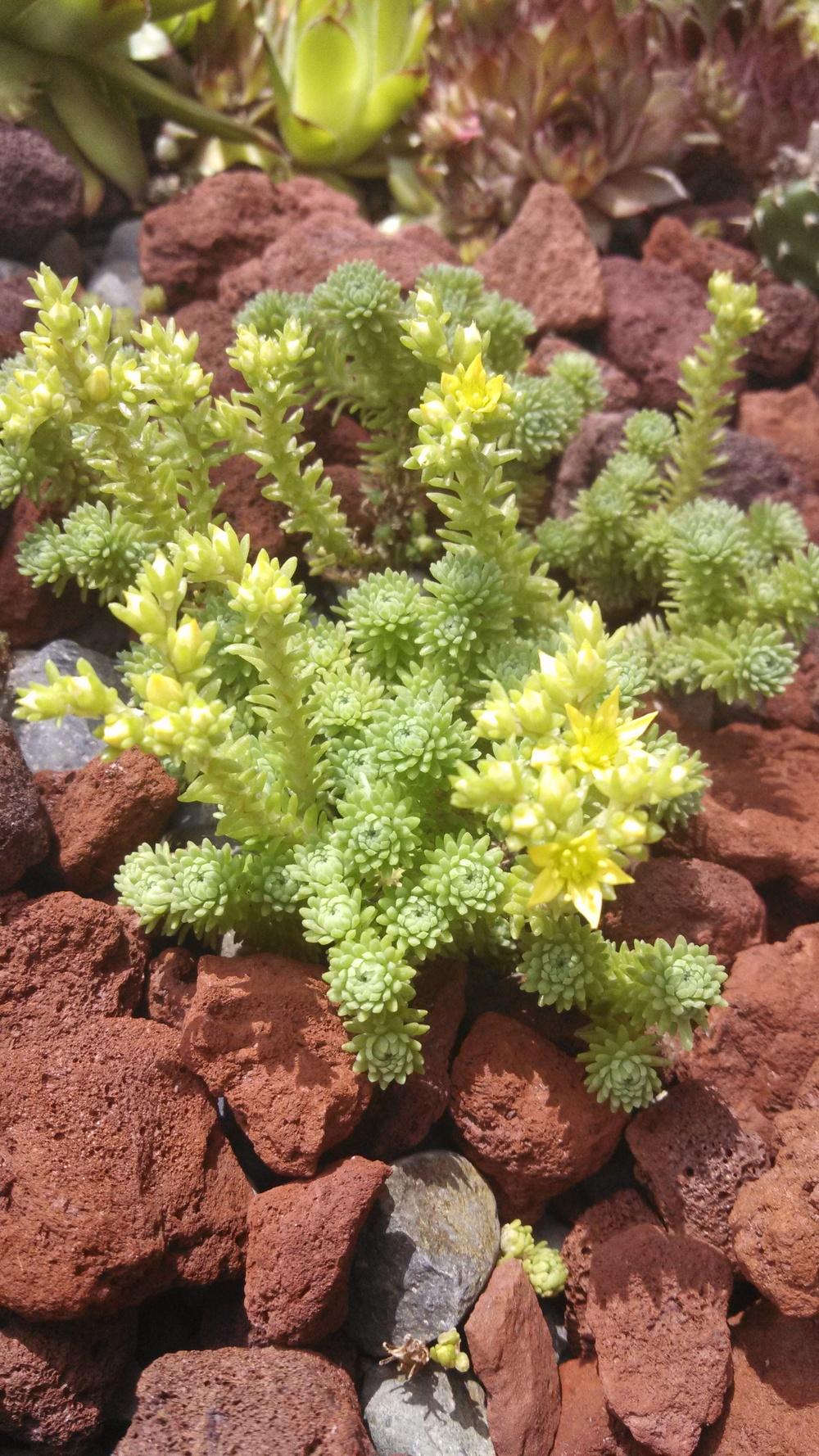 Photo of the entire plant of Miniature Joshua Tree (Sedum multiceps ...