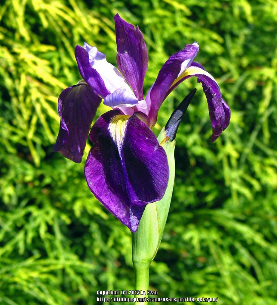 Species X Iris (Iris 'Late Call') in the Irises Database - Garden.org