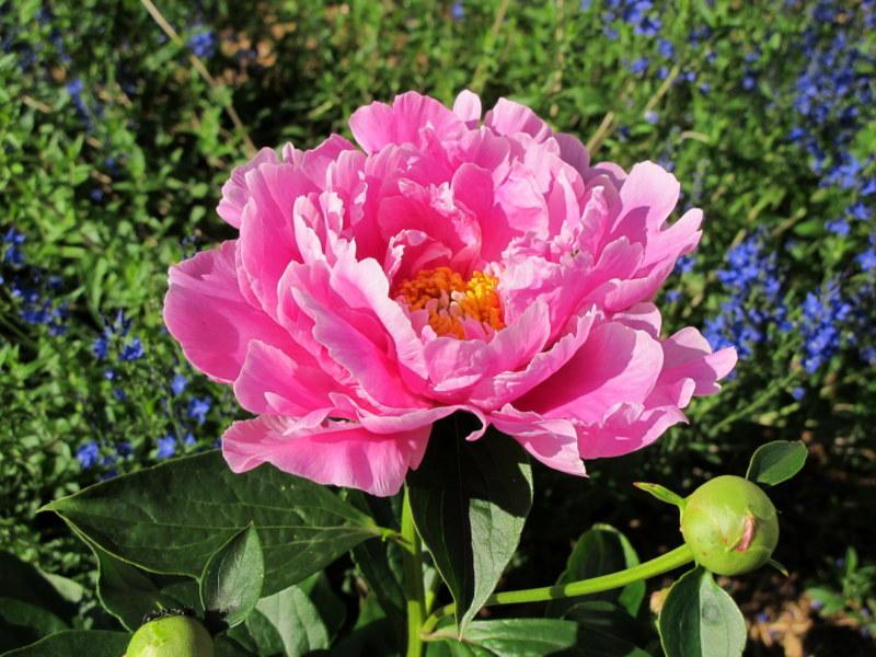 Peony (Paeonia lactiflora 'June Rose') in the Peonies Database - Garden.org