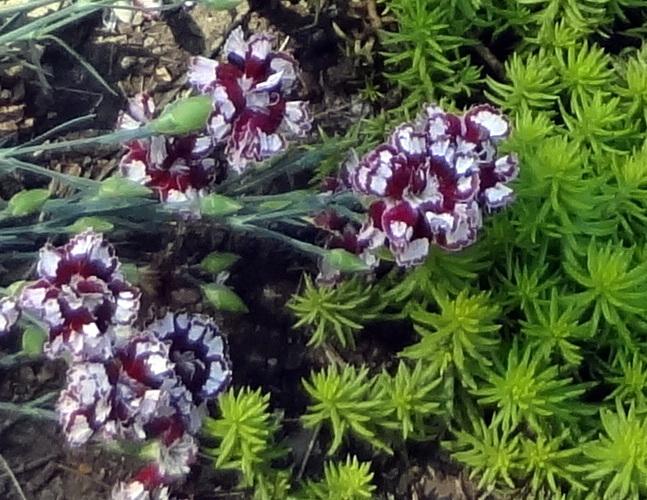 Pinks (Dianthus 'Coconut Punch') in the Dianthus Database - Garden.org