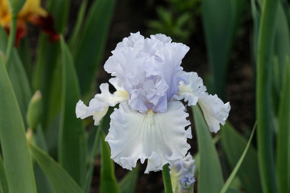 Tall Bearded Iris (Iris 'Heike und Ines') in the Irises Database ...