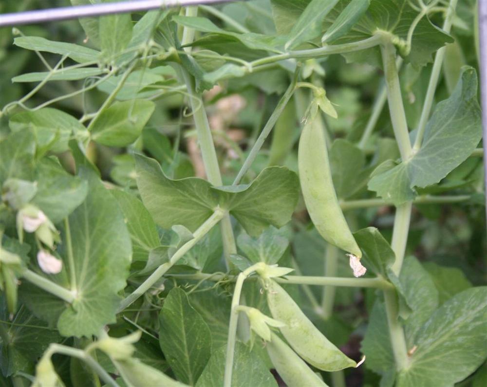 Snap Pea (Lathyrus oleraceus 'Sugar Heart') - Garden.org