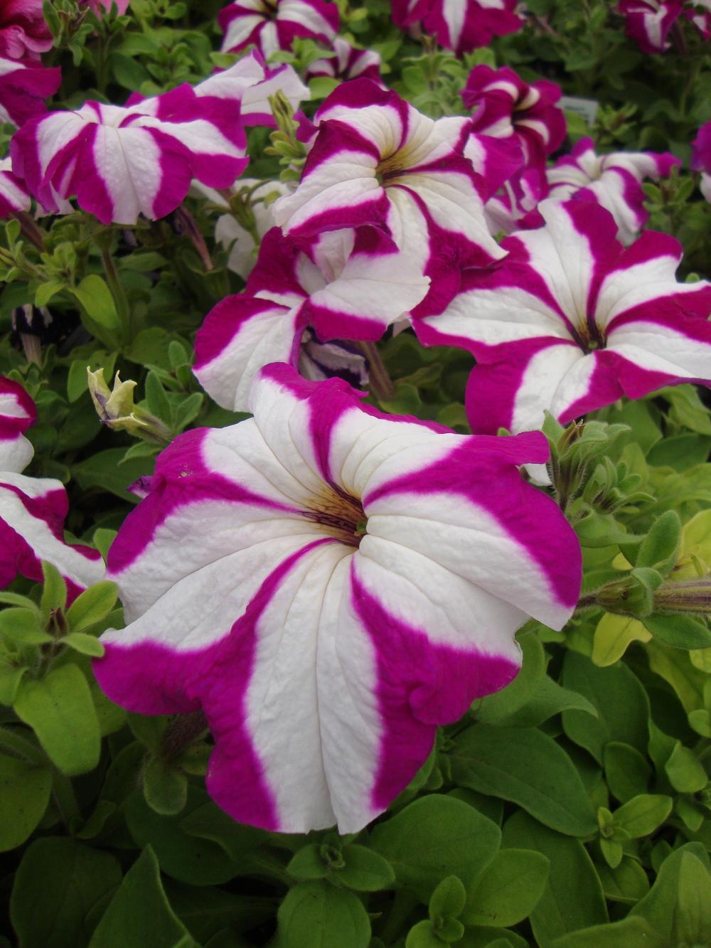 Grandiflora Petunia (Petunia Bravo™ Purple Star) in the Petunias ...