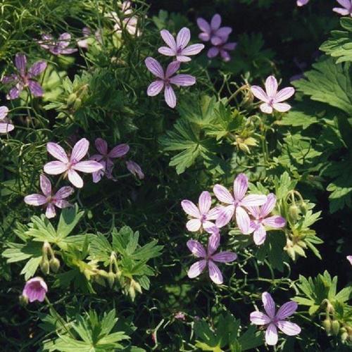Geranium (Geranium asphodeloides) in the Geraniums Database - Garden.org