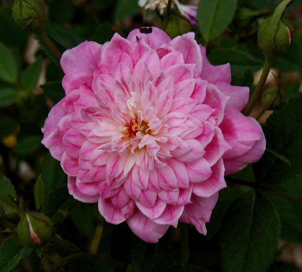 Rose (Rosa 'Pink Poodle') in the Roses Database - Garden.org