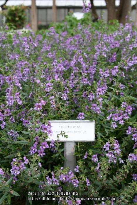 Photo of the entire plant of Summer Snapdragon (Angelonia angustifolia ...