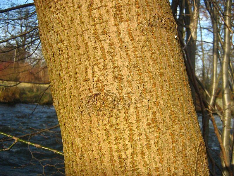 Acer Negundo Bark