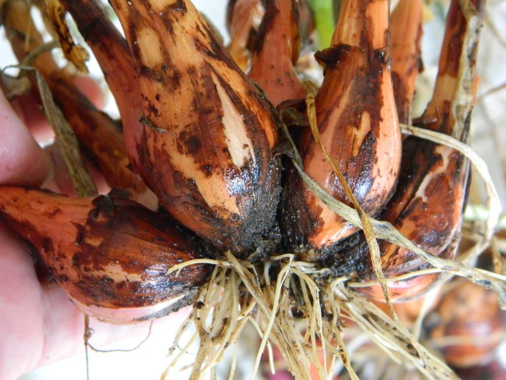 Shallot (Allium 'French Red') - Garden.org