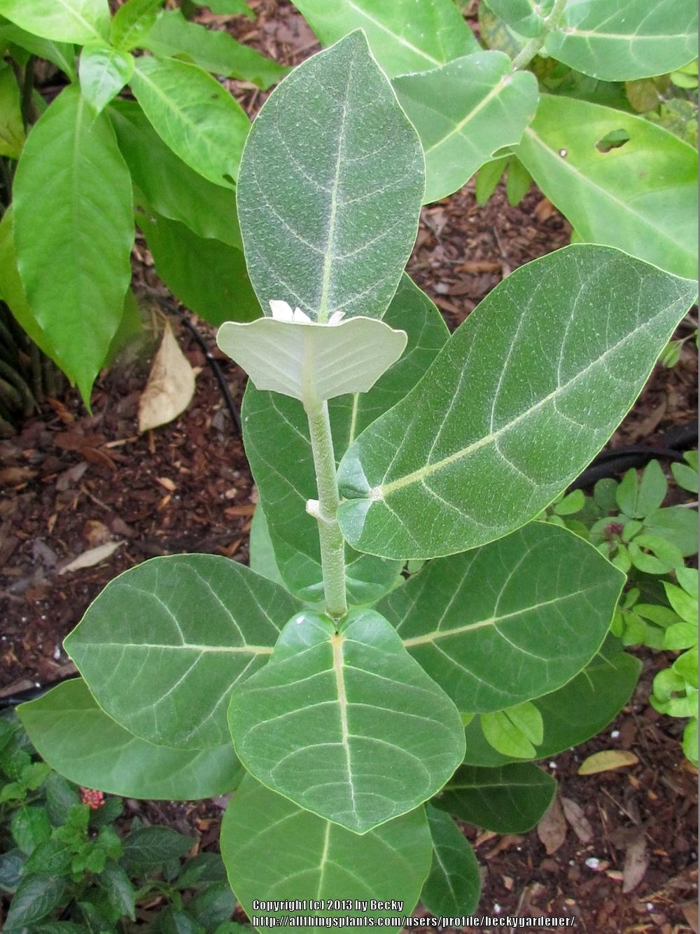 Photo of the leaves of Giant Milkweed (Calotropis gigantea) posted by ...