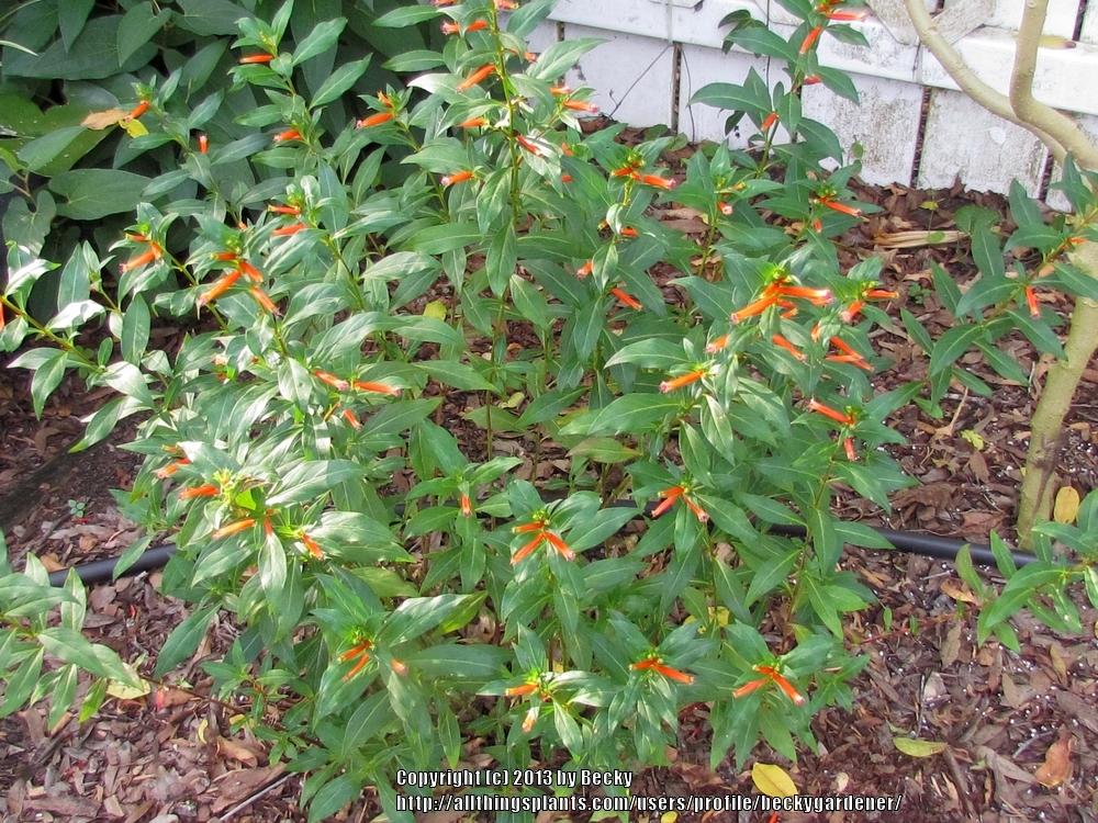 Photo of the entire plant of Firecracker Plant (Cuphea 'David Verity ...