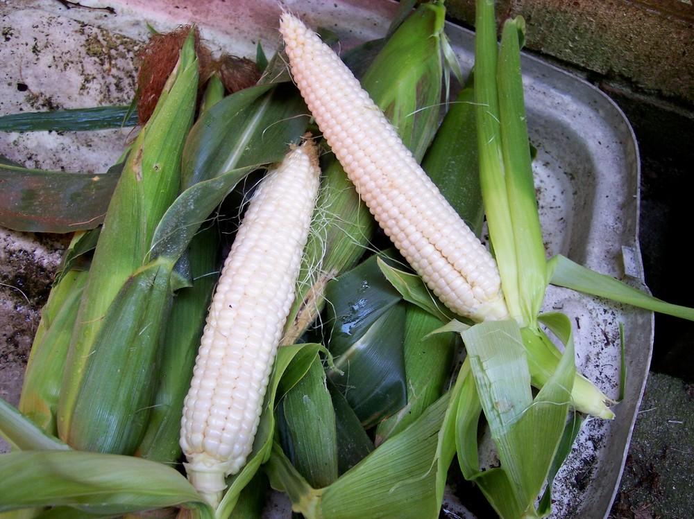Corn (Zea mays subsp. mays 'Illusion') in the Corn Database - Garden.org