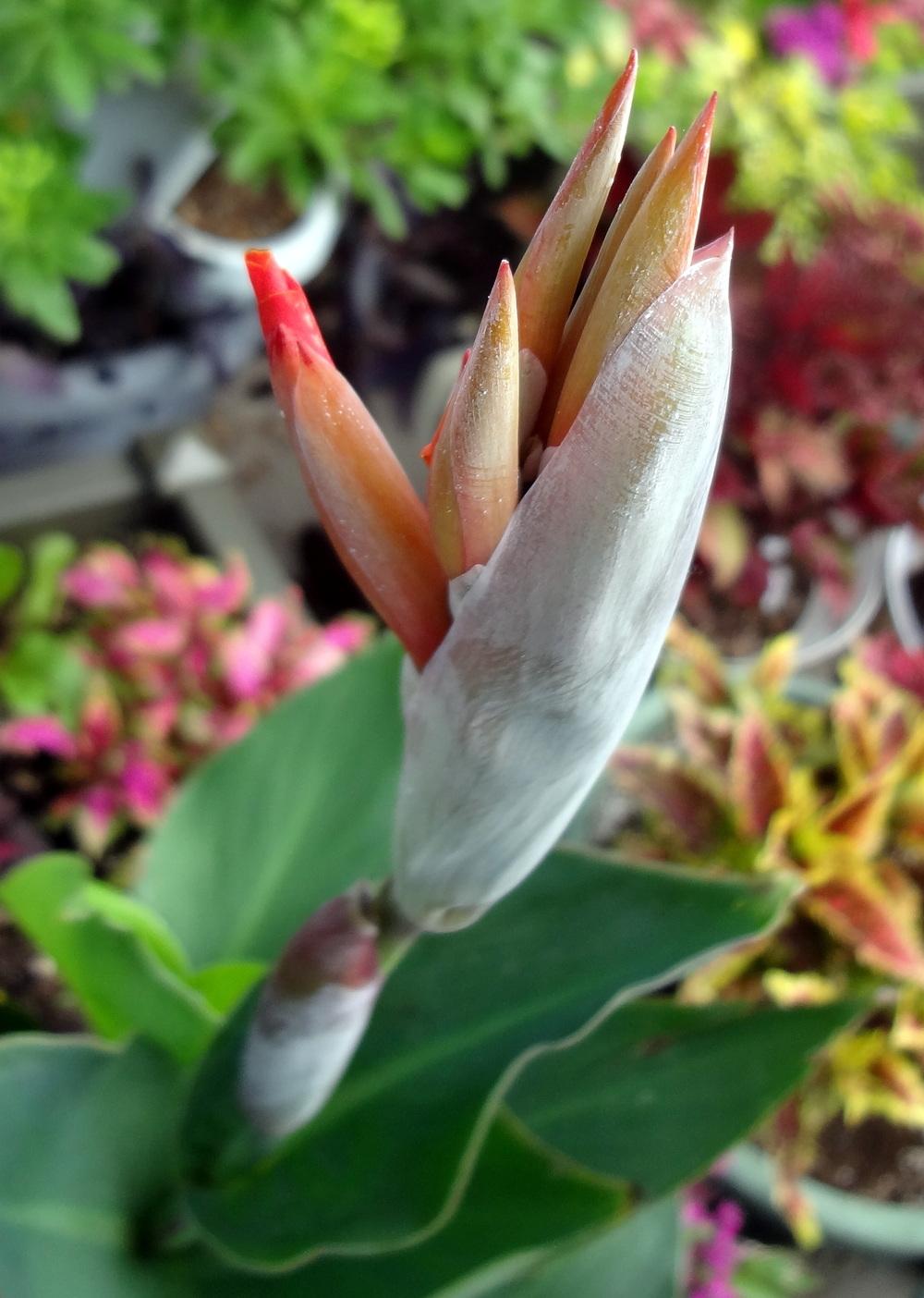 Canna 'Watermelon Blue' in the Cannas Database - Garden.org